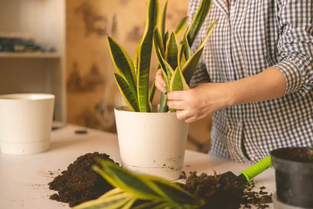 Billede af en kvinde, der planter en slangeplante.