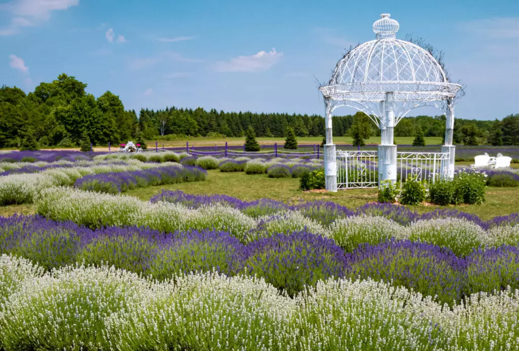 Camps de lavanda i mirador blanc a l'illa de Washington, Wisconsin