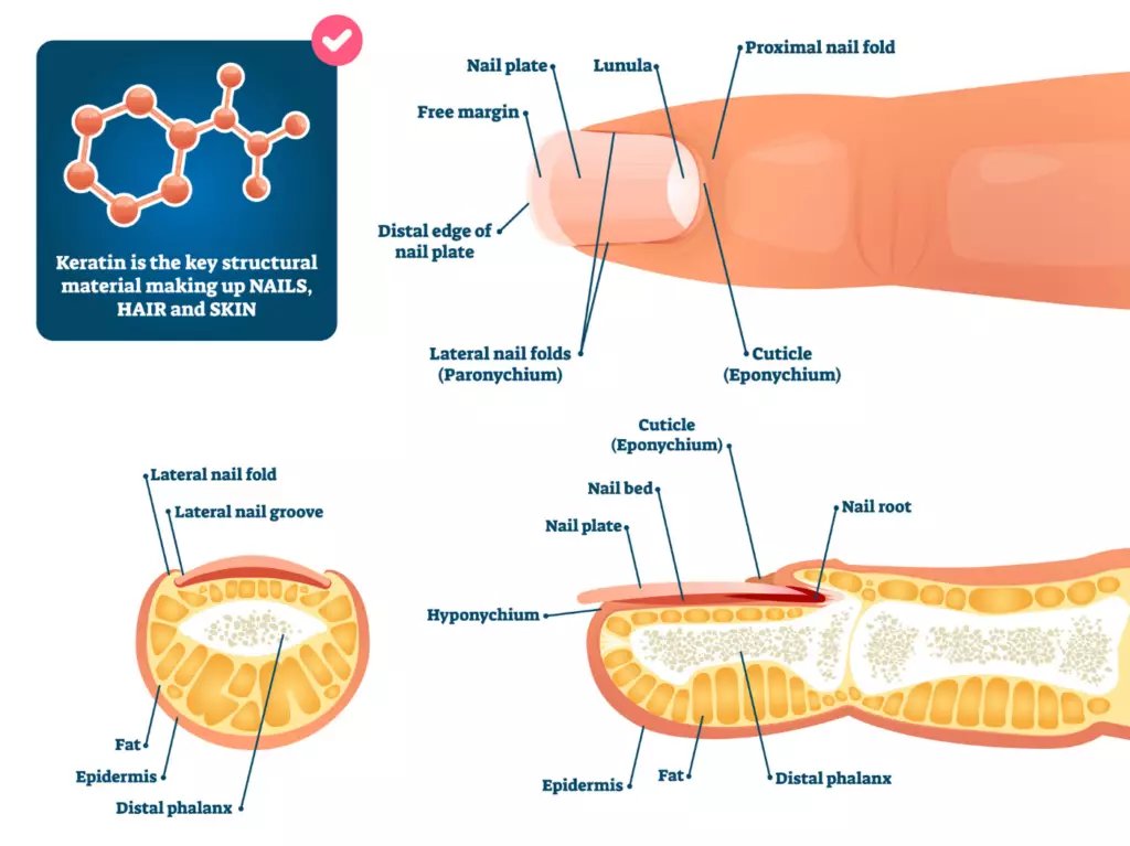 Diagram jero jeung luar kuku ramo